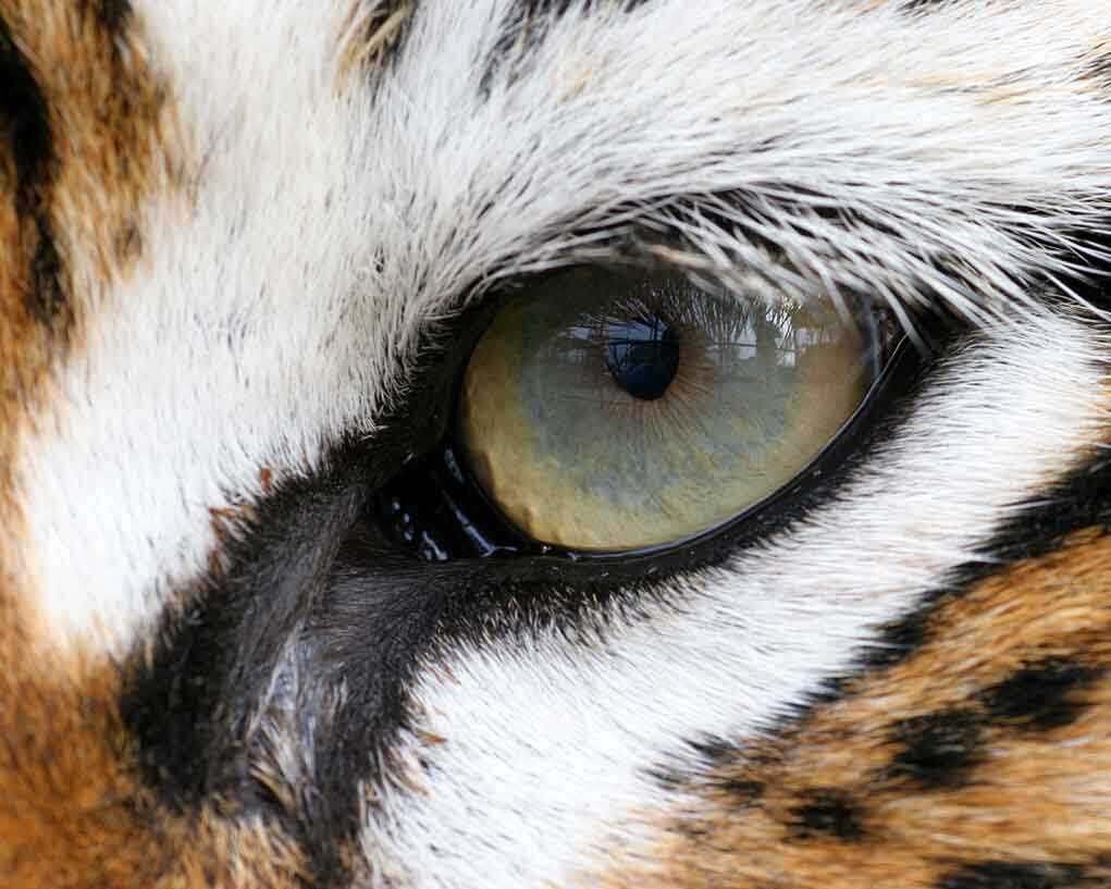PREDATORS Dumped Near 7,400 Kids | Prime Chronicle
